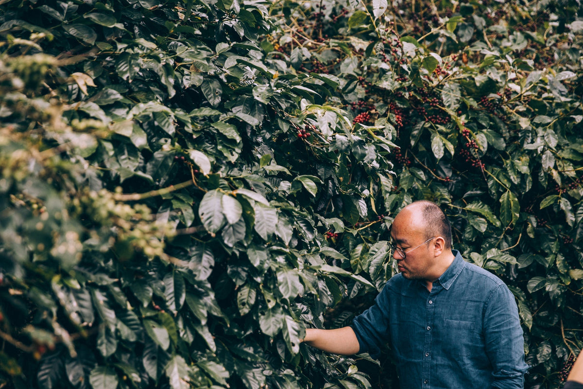 Coffee Libre - Partner Roasters | MORNING – Morning Europe